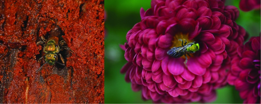 ¿Cómo ayudar a las abejas? – Extensión en Español