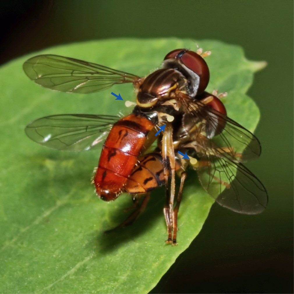 Control de plagas sin insecticidas – Los sírfidos – Extensión en Español