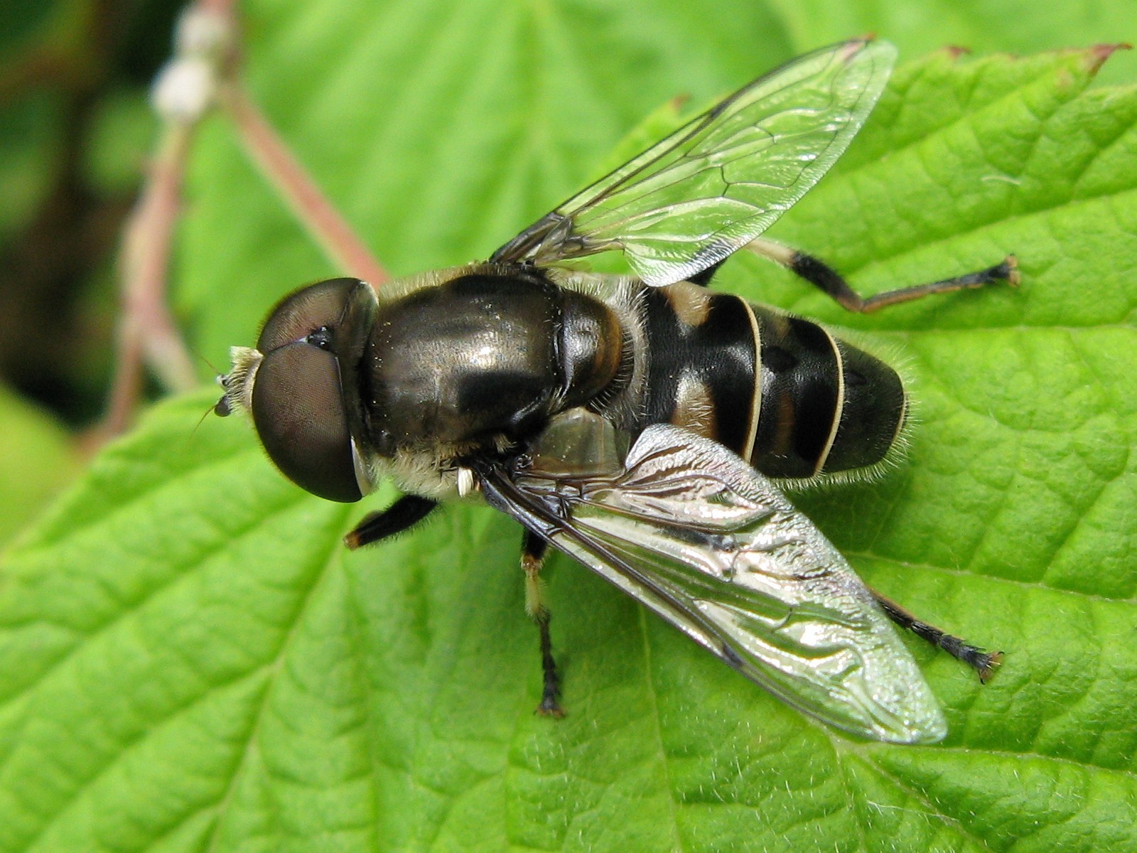 Control de plagas sin insecticidas – Los sírfidos – Extensión en Español