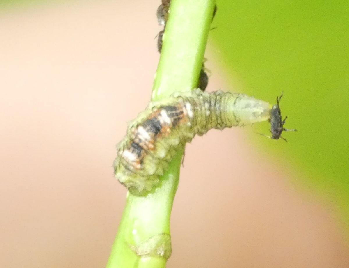 Control de plagas sin insecticidas – Los sírfidos – Extensión en Español