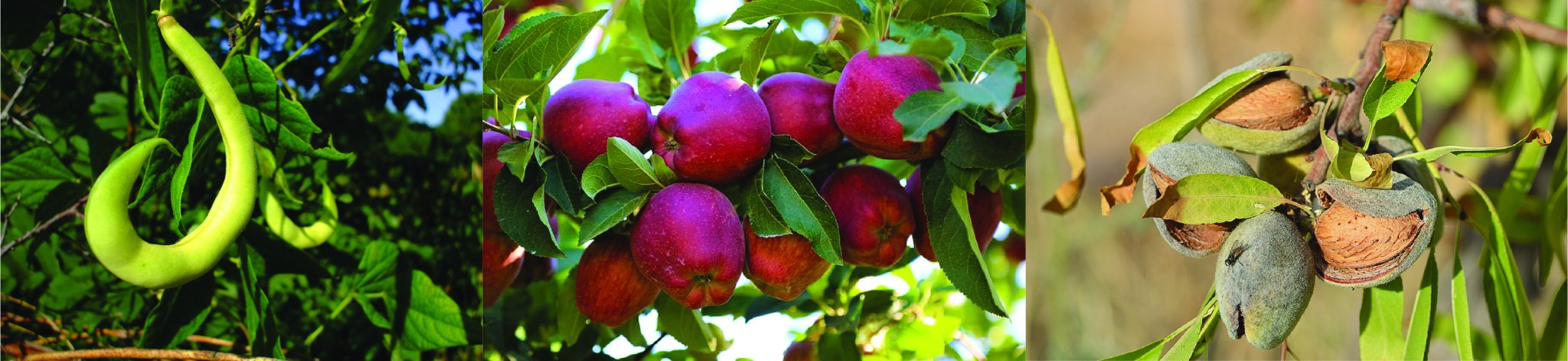 ¿Qué son, cómo se forman y cuál es la función de los frutos ...
