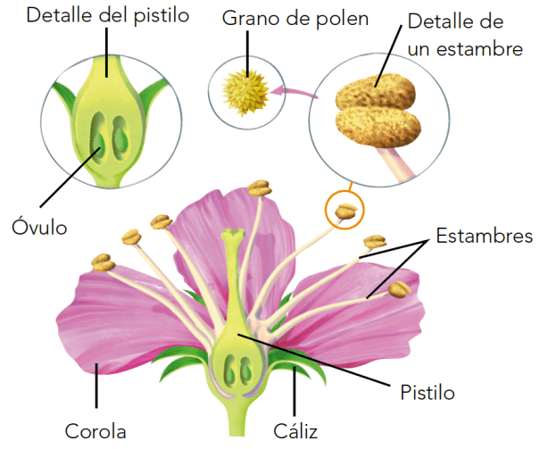 ¿Qué son, cómo se forman y cuál es la función de los frutos ...