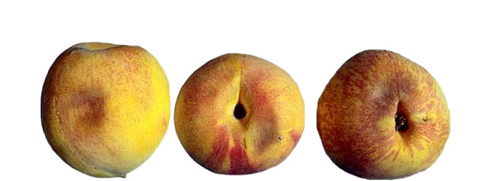 Magulladuras o machucones en frutas: ¿por qué se producen y cómo ...