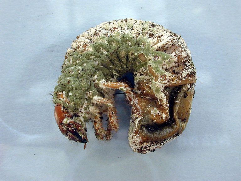 Factores bióticos y abióticos: ¿Cómo afectan mis cultivos? – Extensión ...