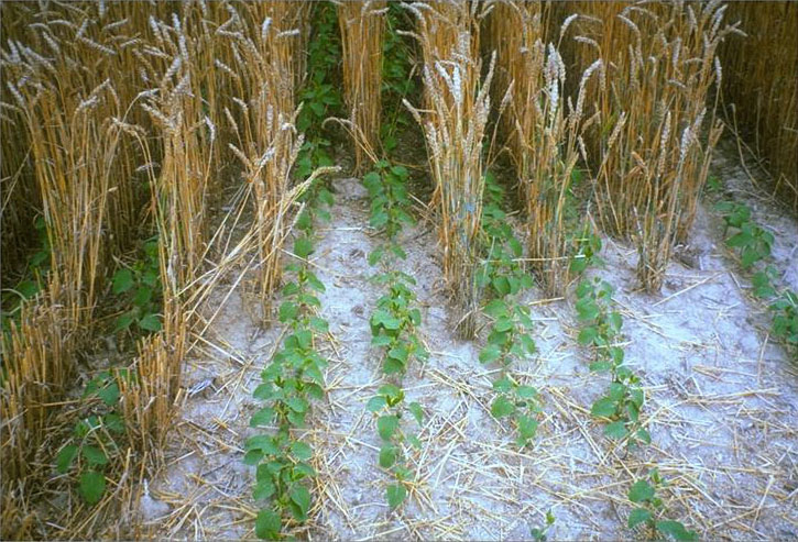 El cultivo intercalado: una herramienta de gestión ecológica de plagas ...