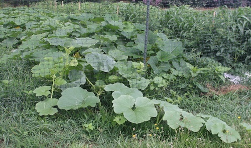 El cultivo intercalado: una herramienta de gestión ecológica de plagas ...