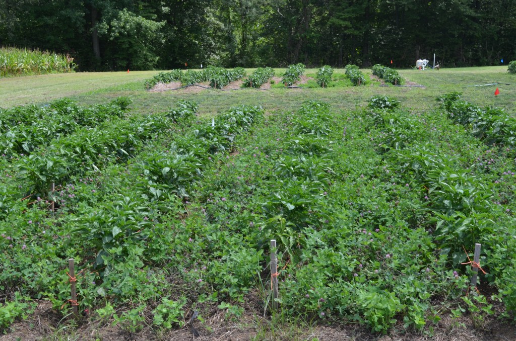 Relevo De Cosecha Cultivo Intercalado