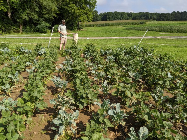 El cultivo intercalado: una herramienta de gestión ecológica de plagas ...