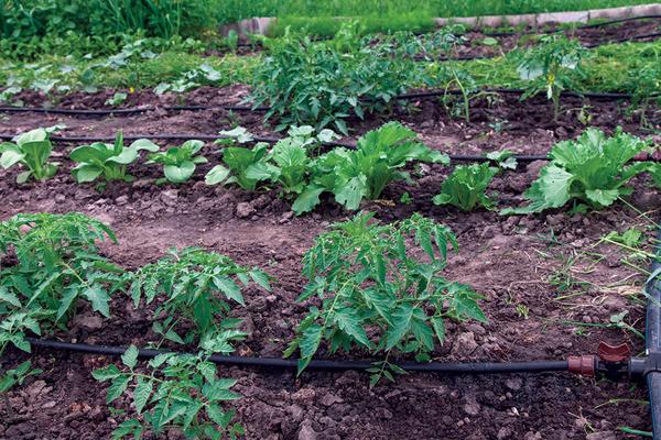 Cómo crear un plan de cultivo – Extensión en Español