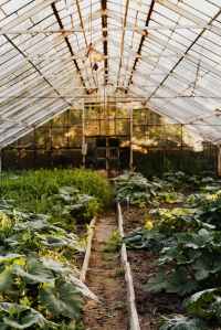 Cómo crear un plan de cultivo – Extensión en Español