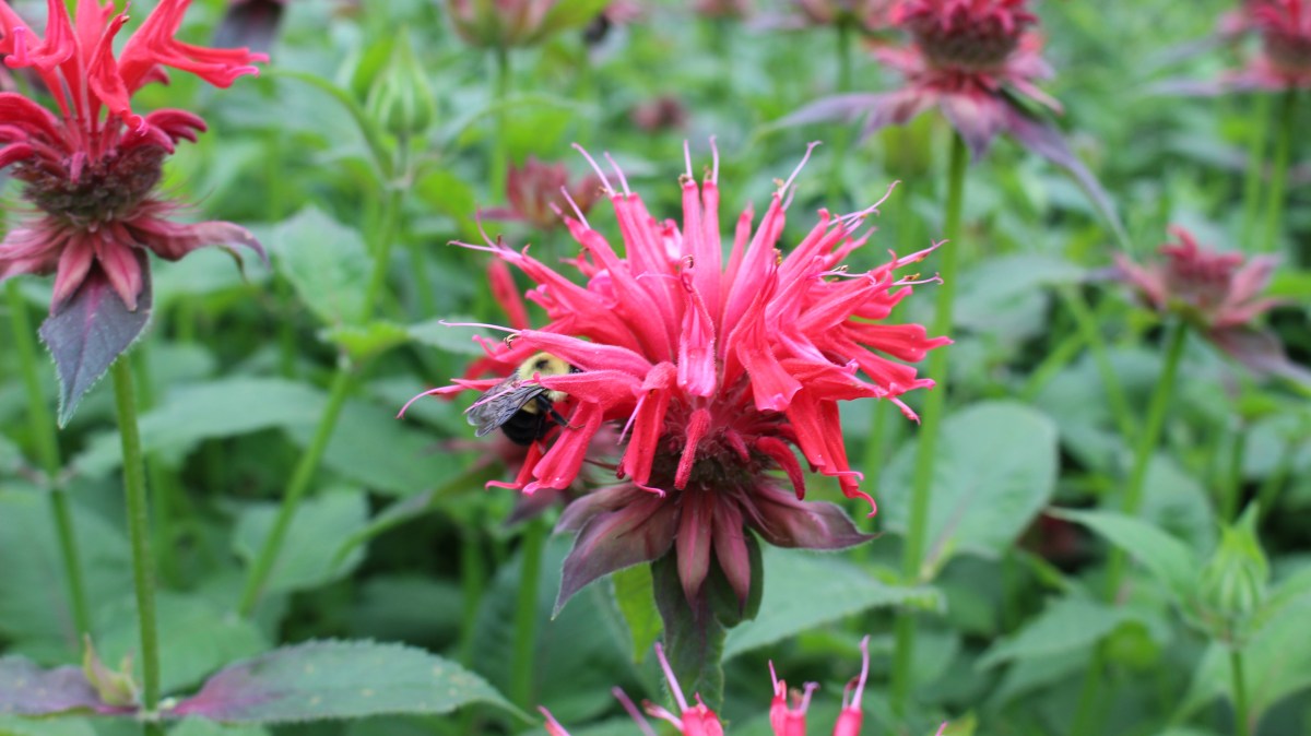 Imanes de biodiversidad: nuestras Monardas o bergamotas nativas ...