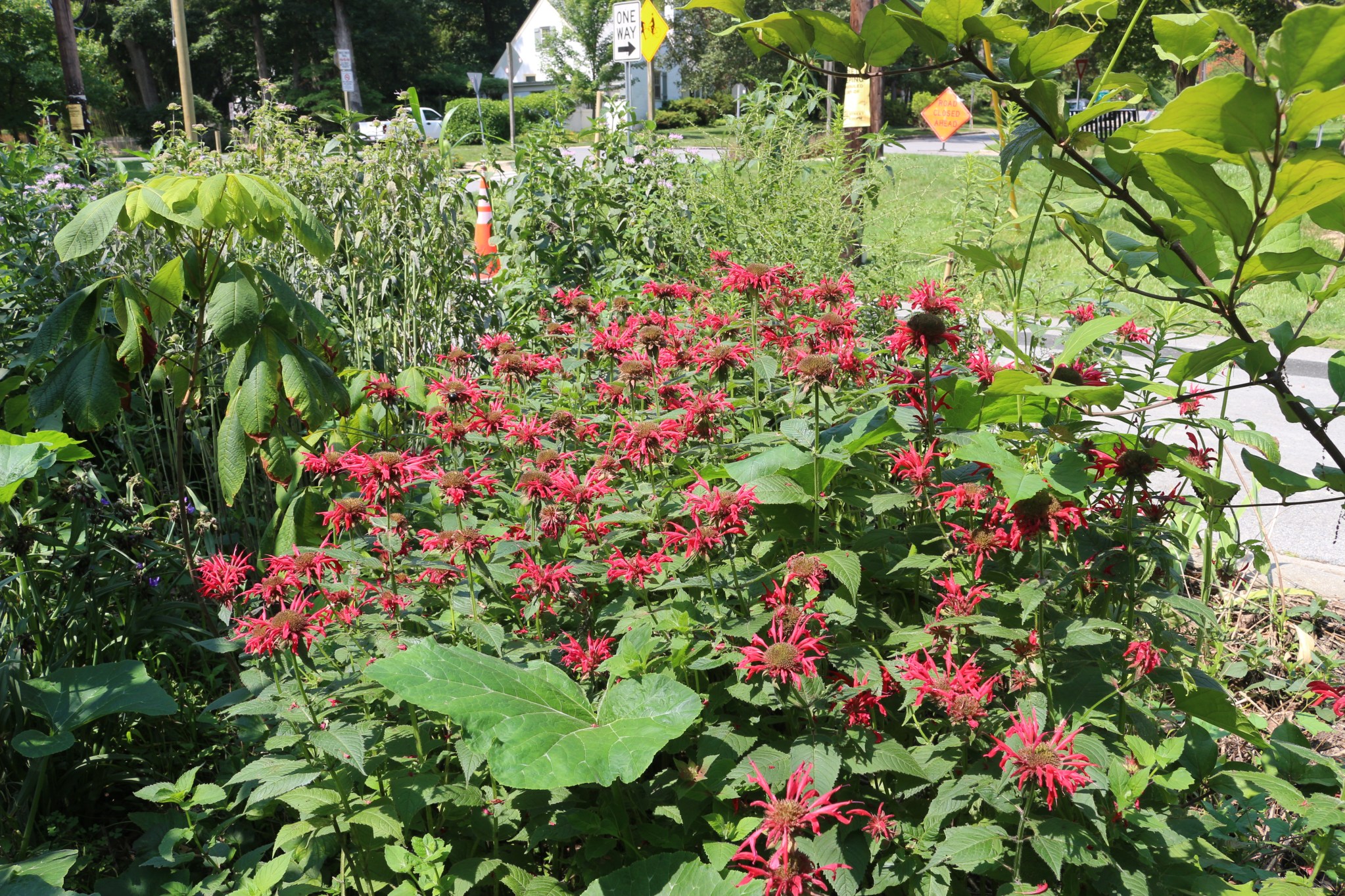 Imanes de biodiversidad: nuestras Monardas o bergamotas nativas – Extensión en Español