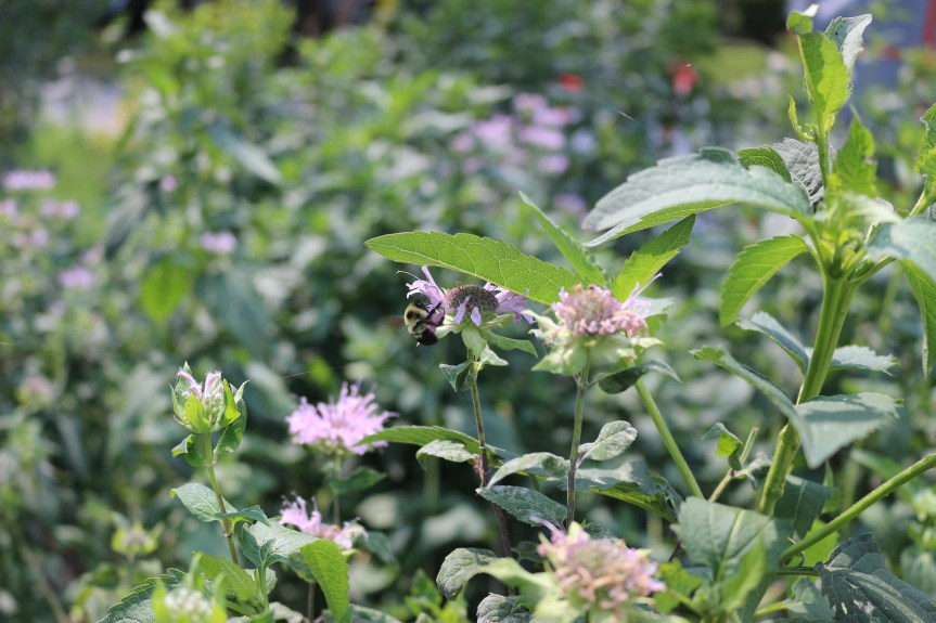 Imanes de biodiversidad: nuestras Monardas o bergamotas nativas – Extensión en Español