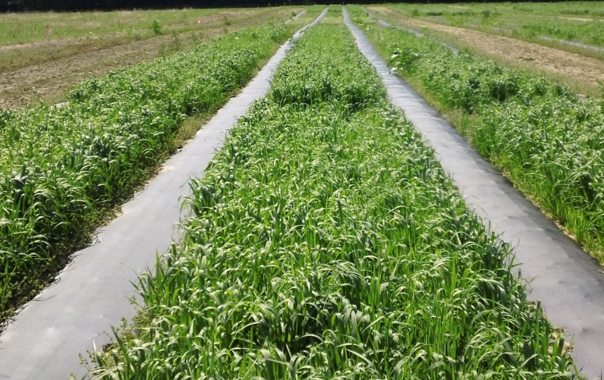 Cultivos de cobertura para control de malezas entre hileras y mejora de ...