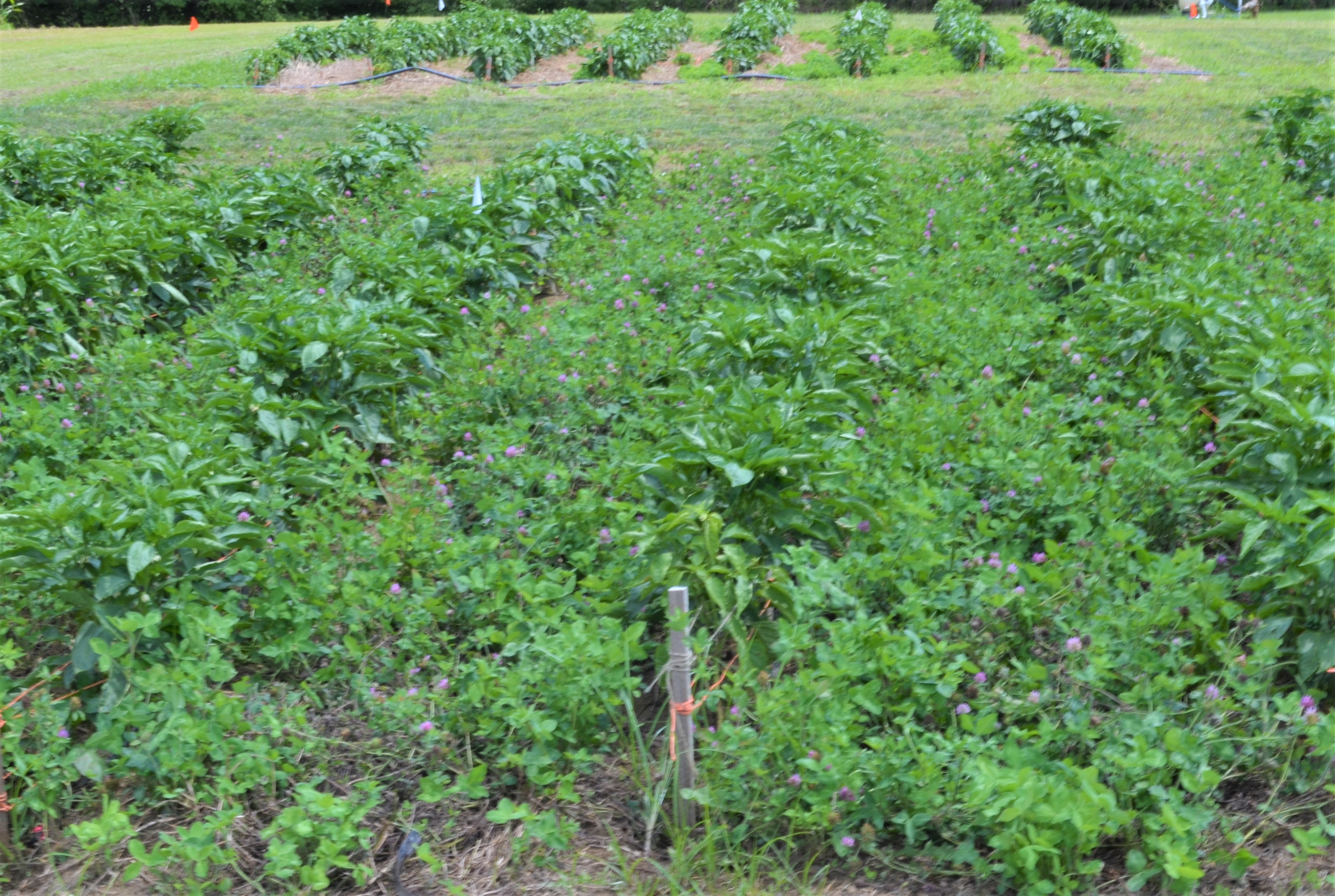 Cultivos de cobertura para control de malezas entre hileras y mejora de ...