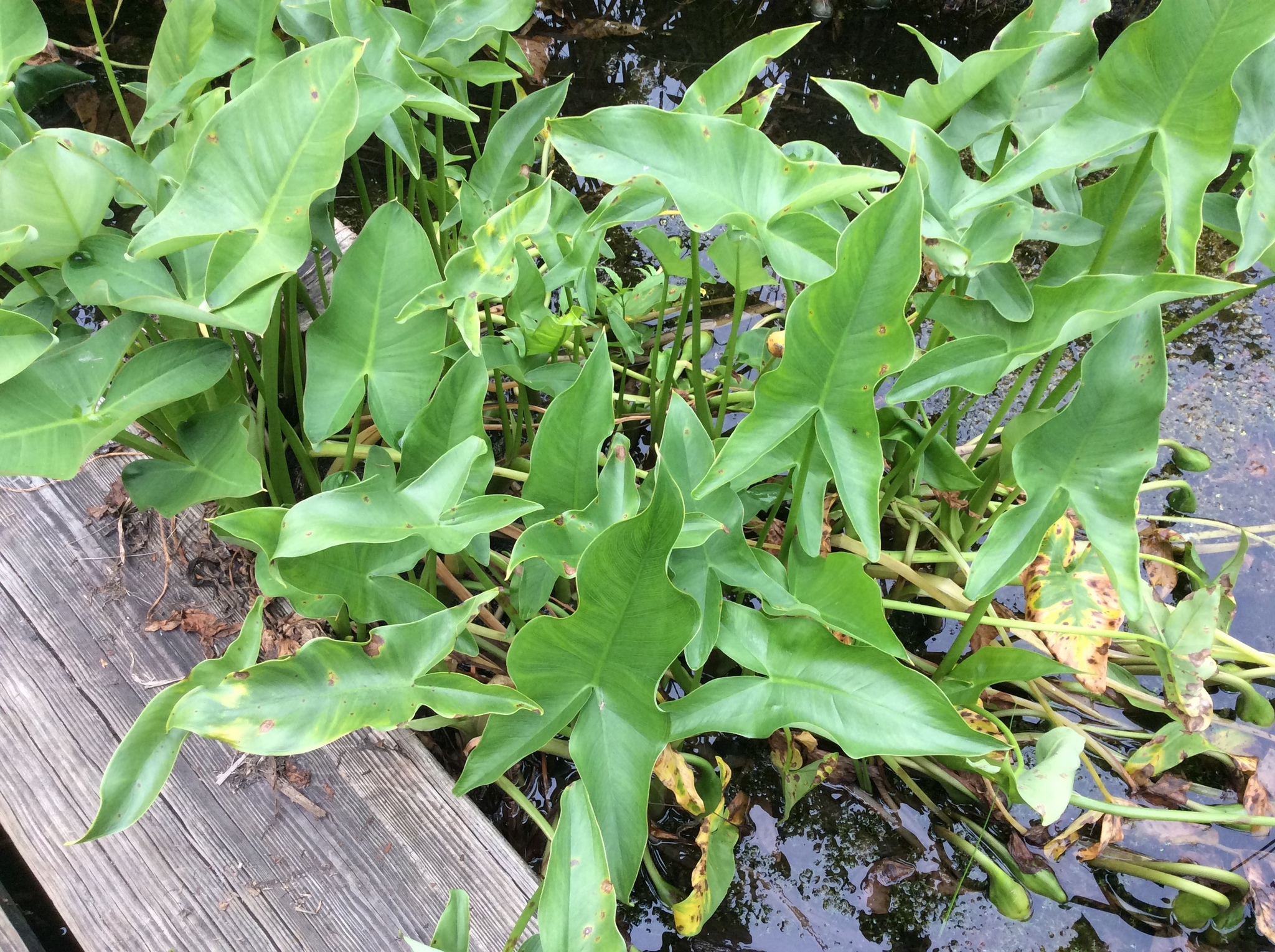 ¿Cómo ocurre la polinización de plantas acuáticas? – Extensión en Español