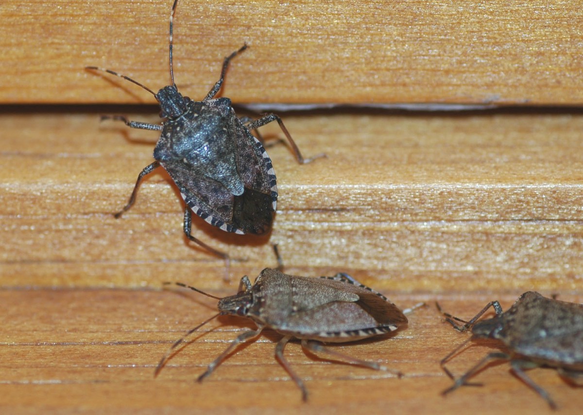 ¡Está de vuelta! La chinche marmolada en nuestros hogares – Extensión ...