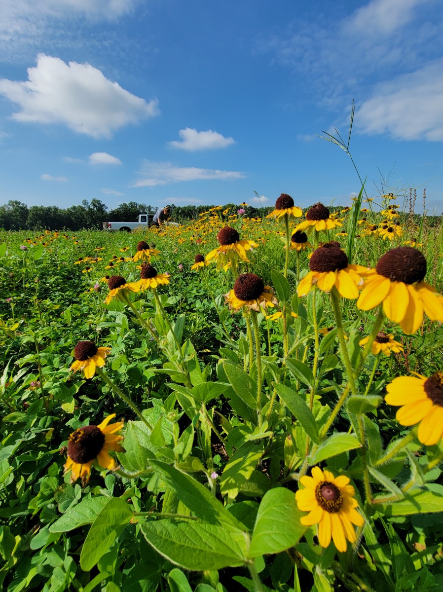 Los suplementos florales apoyan al ecosistema en nuestros espacios ...