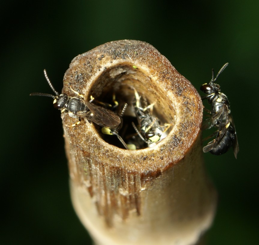 Abejas que anidan en ramas y ramitas – Extensión en Español