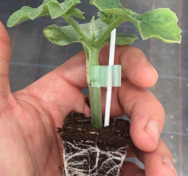 Optimización de la densidad de plantas para cultivo utilizando sandías ...