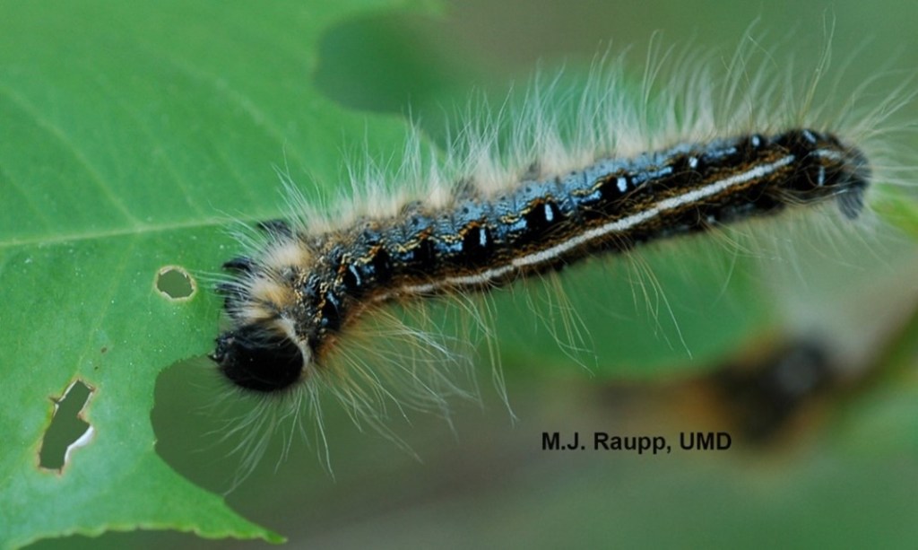 Gusanos de bolsa: la primera plaga de orugas de la temporada ...