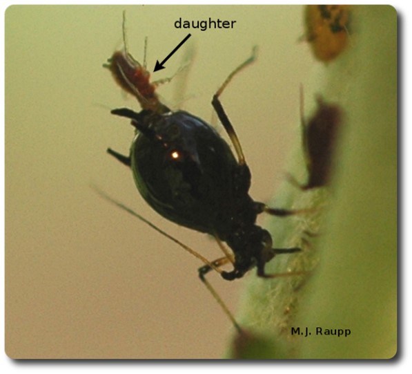 Tantos pulgones… ¡y afortunadamente tantos enemigos naturales ...