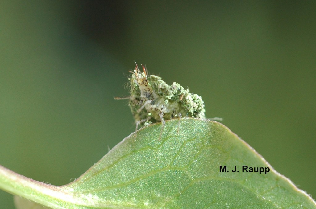Crisopas transportadoras de deshechos: depredadores camuflados ...
