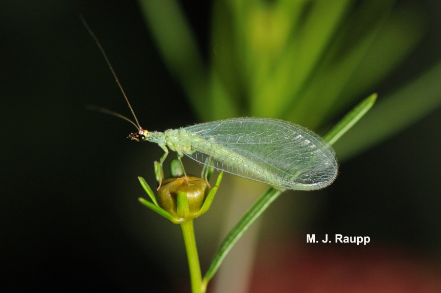 Crisopas transportadoras de deshechos: depredadores camuflados ...