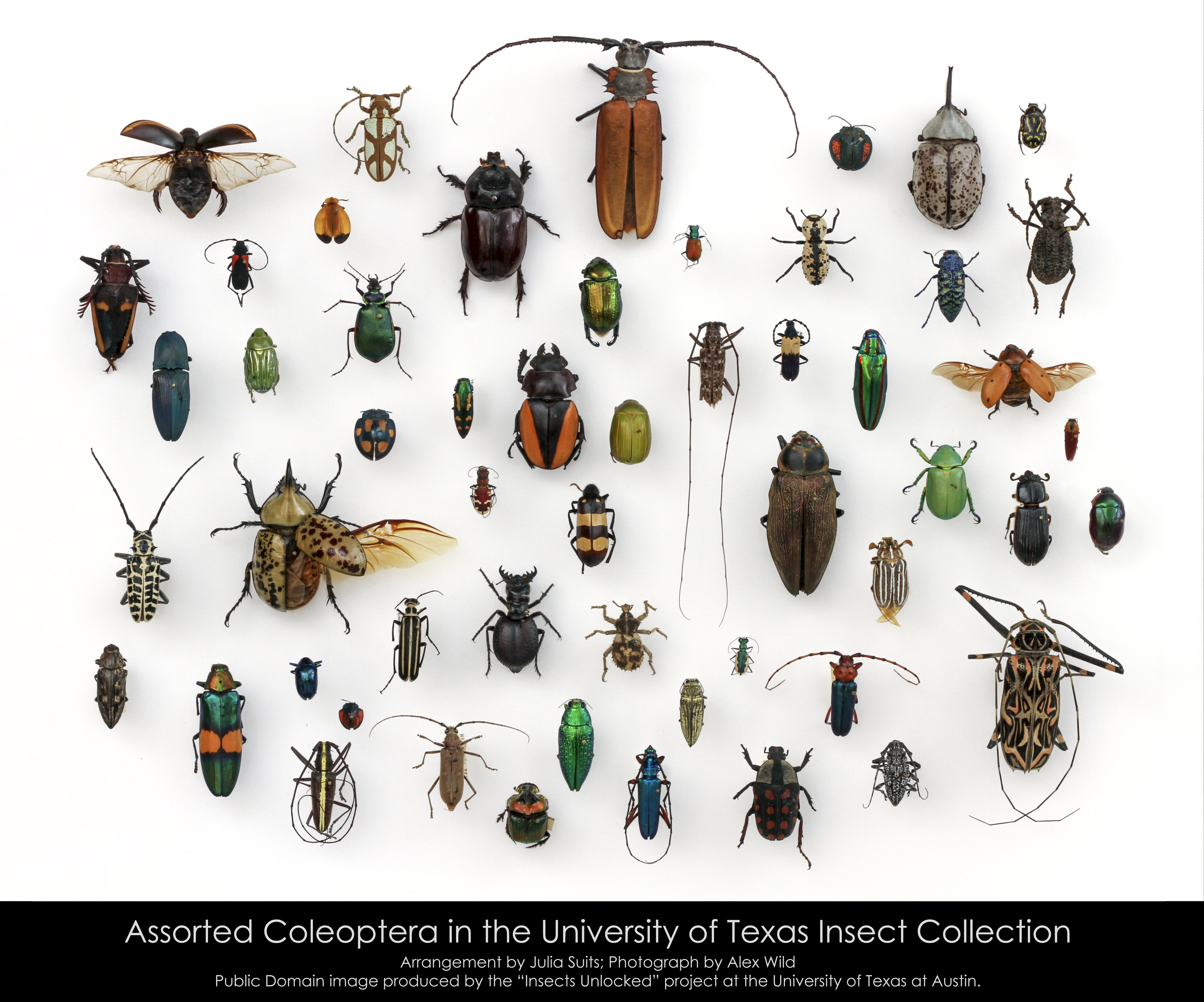 El miedo a los insectos: Entendiendo nuestros miedos para ayudar a la ...