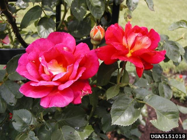 Cinco enfermedades comunes del rosal en los jardines de Maryland ...